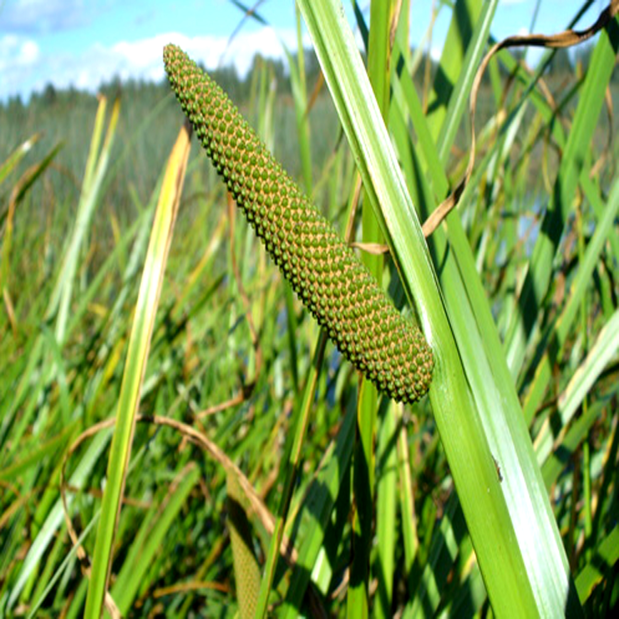 Calamus Essential Oil Wild-Crafted, 100% Pure & Natural- National Organics