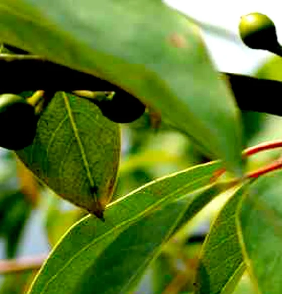 10 Amazing Benefits of Siltimur Pepper You Need to Know
