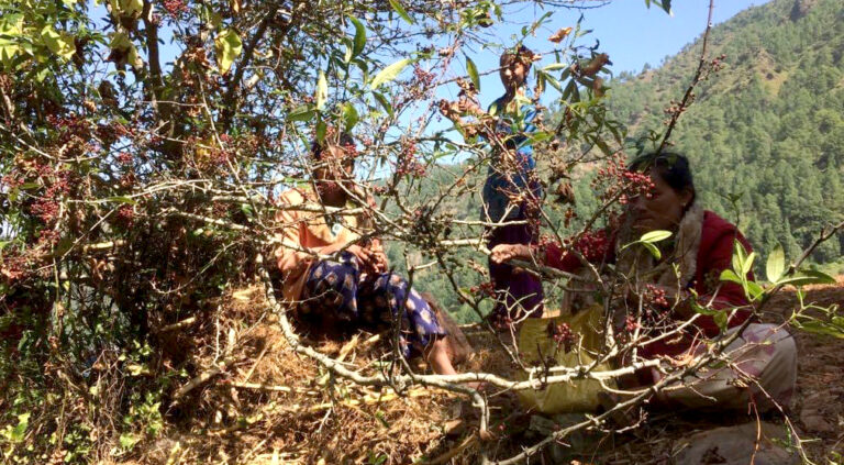 7 Reasons to Choose Timur, Nepal's Natural Spice
