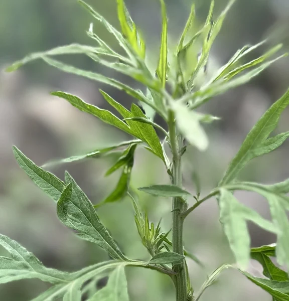 7 Important Benefits of Artemisia Oil for Pain and Anxiety Relief