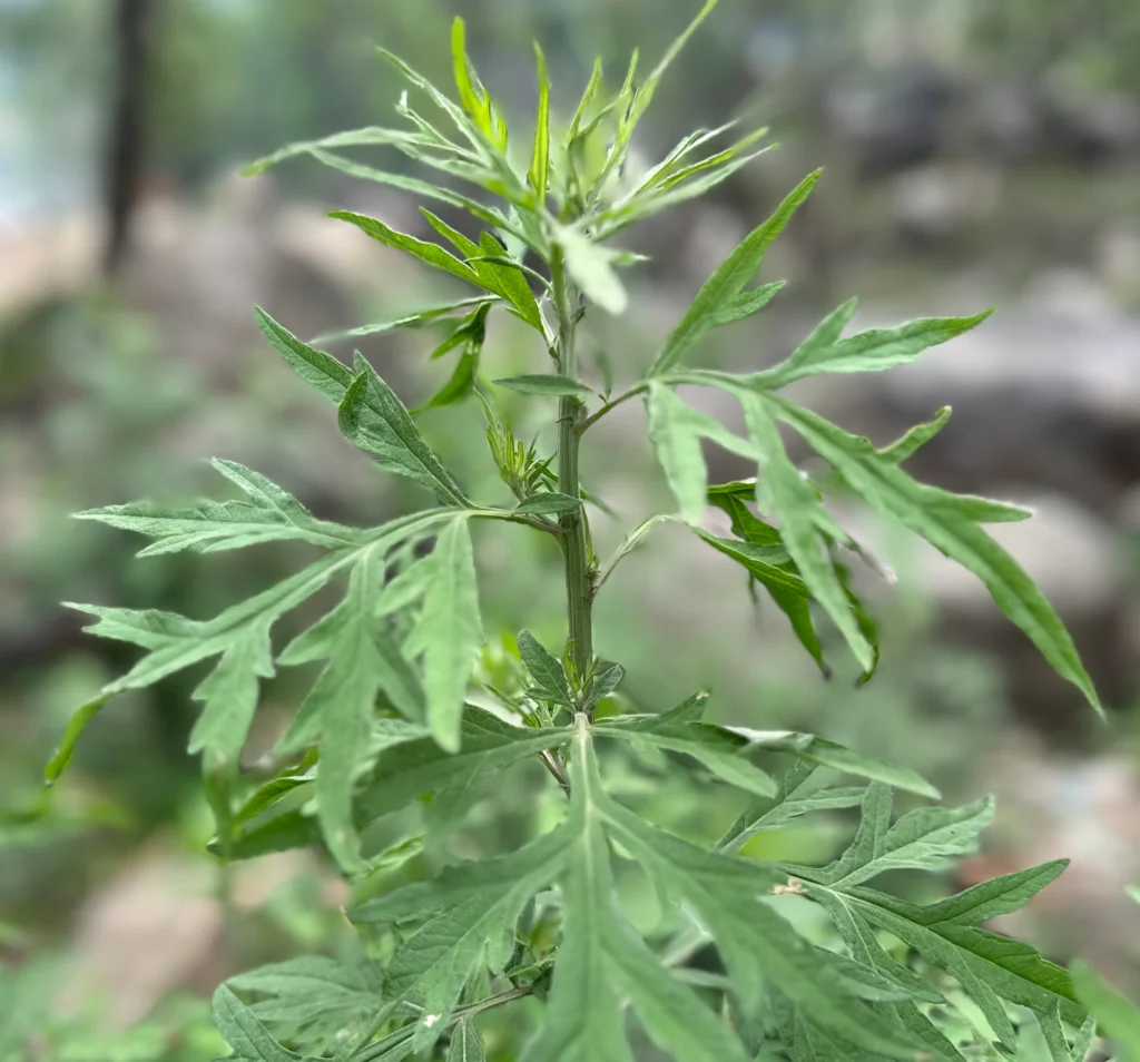 7 Important Benefits of Artemisia Oil for Pain and Anxiety Relief