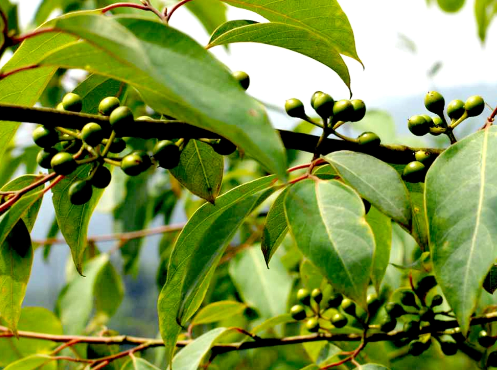 10 Amazing Benefits of Siltimur Pepper You Need to Know